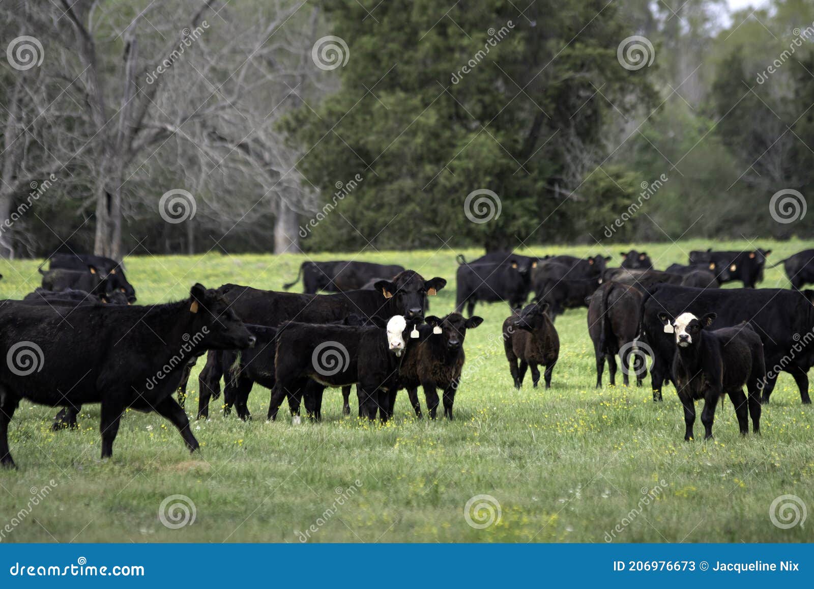 Angus and Black Baldy Cattle in Spring Pasture Stock Image - Image of ...