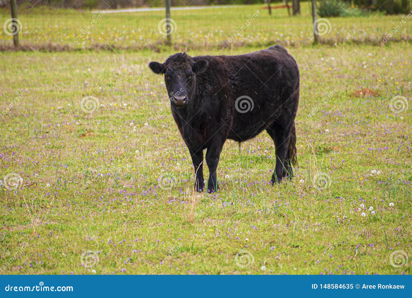 Angus Black Cow in a field stock image. Image of field - 148584635