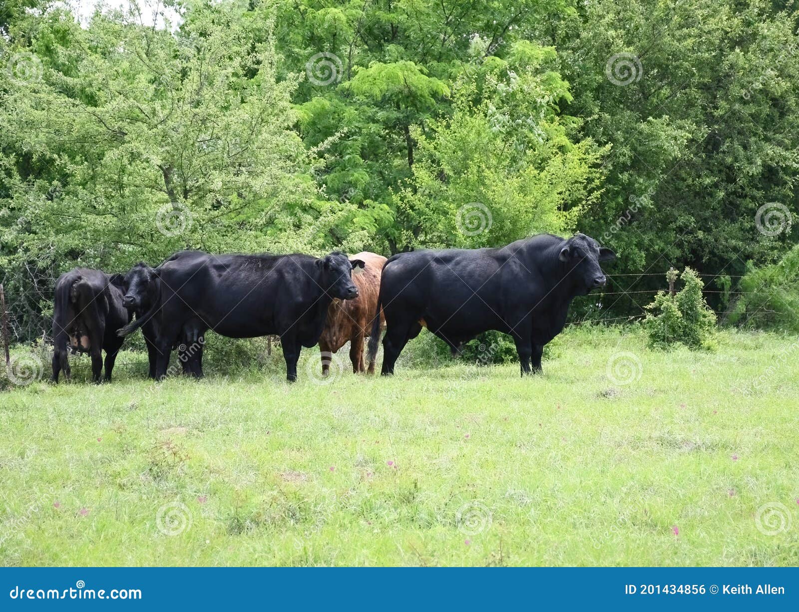 Bull. Cows Graze On Pasture In Autumn. Cattle In Field. Livestock And ...
