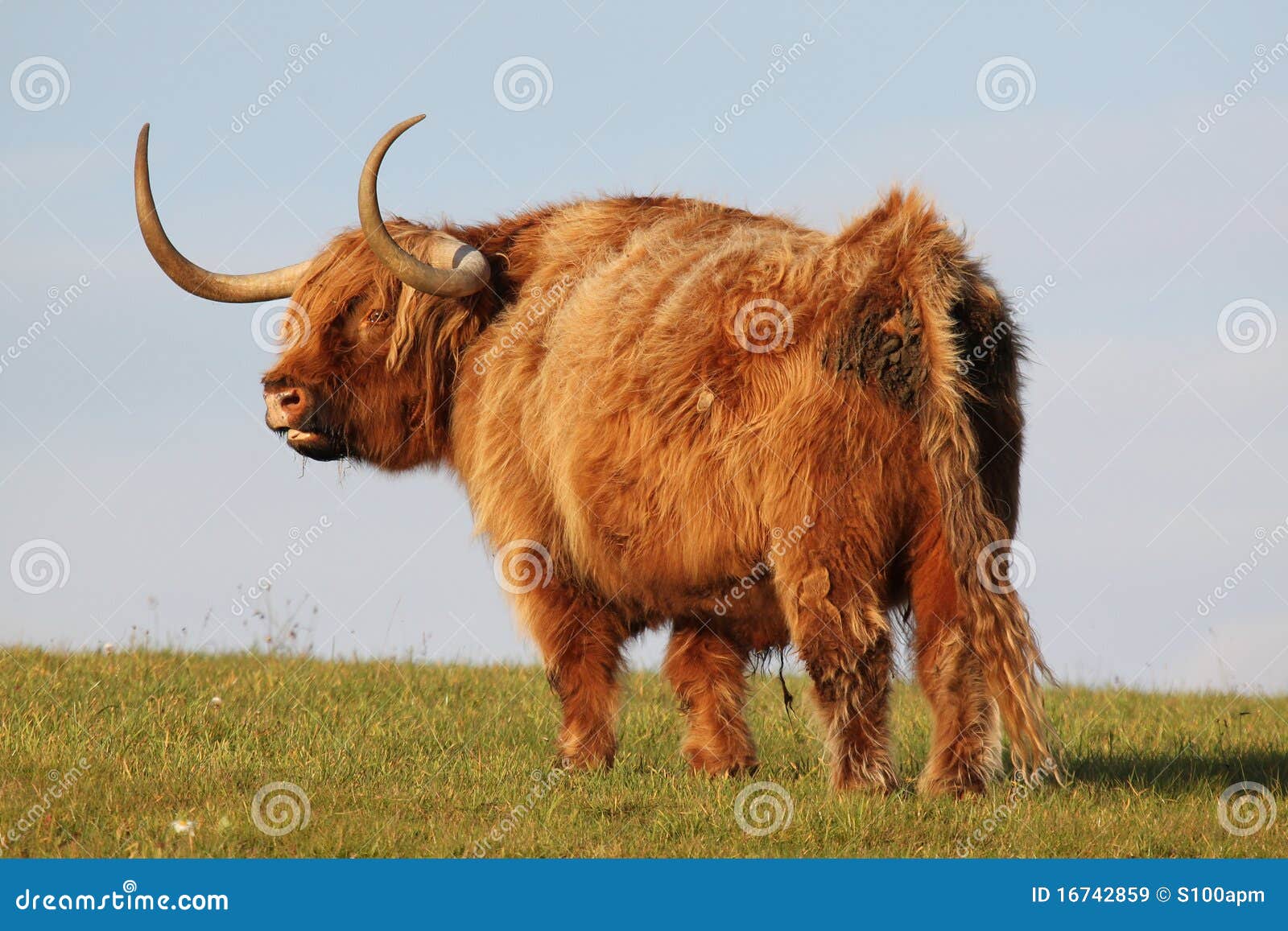 Angus Bull With Herd Stock Photography | CartoonDealer.com #142487972
