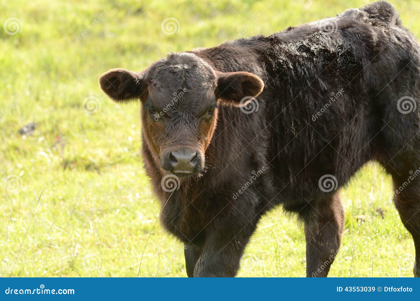 Angus Calf fotografering för bildbyråer. Bild av beta - 43553039