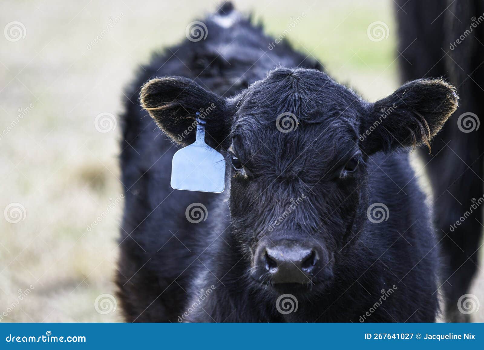 Angus Calf with Blue Ear Tag Stock Image - Image of beef, calf: 267641027