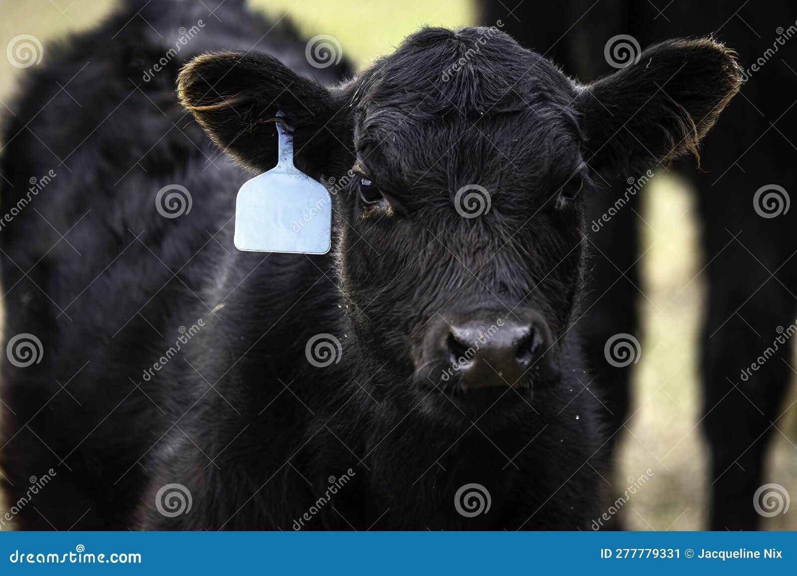 Angus calf close up stock image. Image of husbandry - 277779331