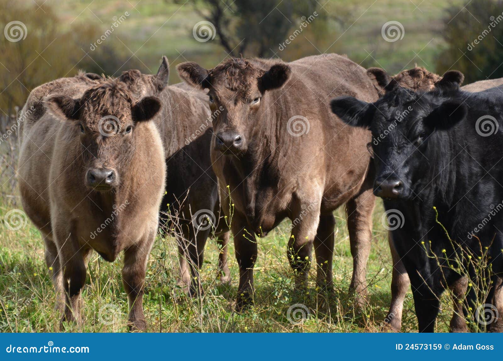 Angus Cattle stock image. Image of poll, herbivore, bovine - 24573159