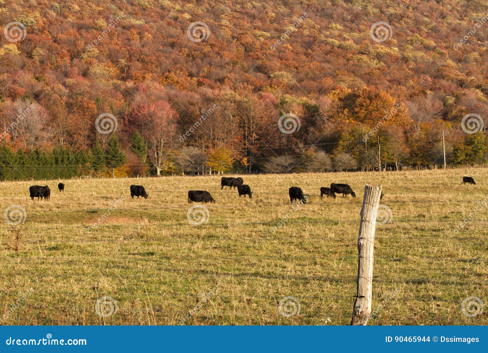 Angus Cattle Grazing Com Autumn Background Foto de Stock - Imagem de ...