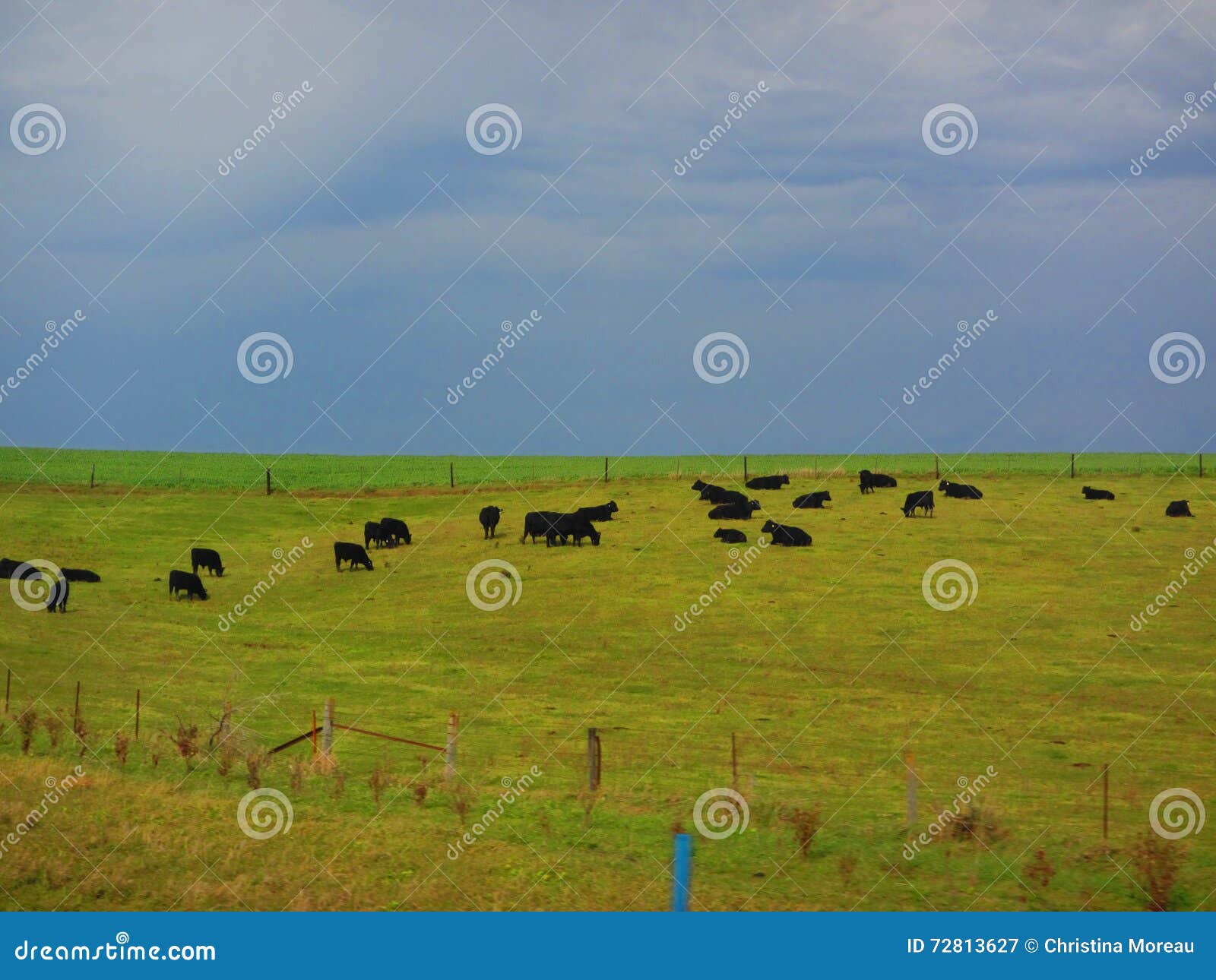 Angus cattle stock image. Image of livestock, heard, beef - 72813627