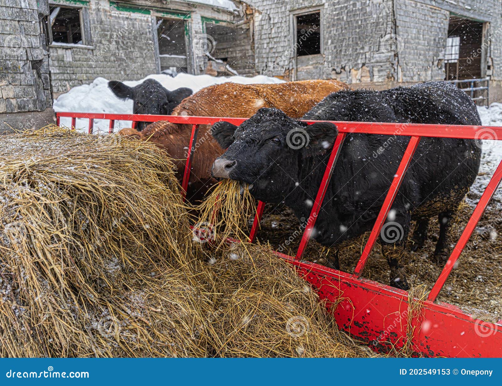 Winter Barnyard Cattle stock image. Image of outdoor - 202549153