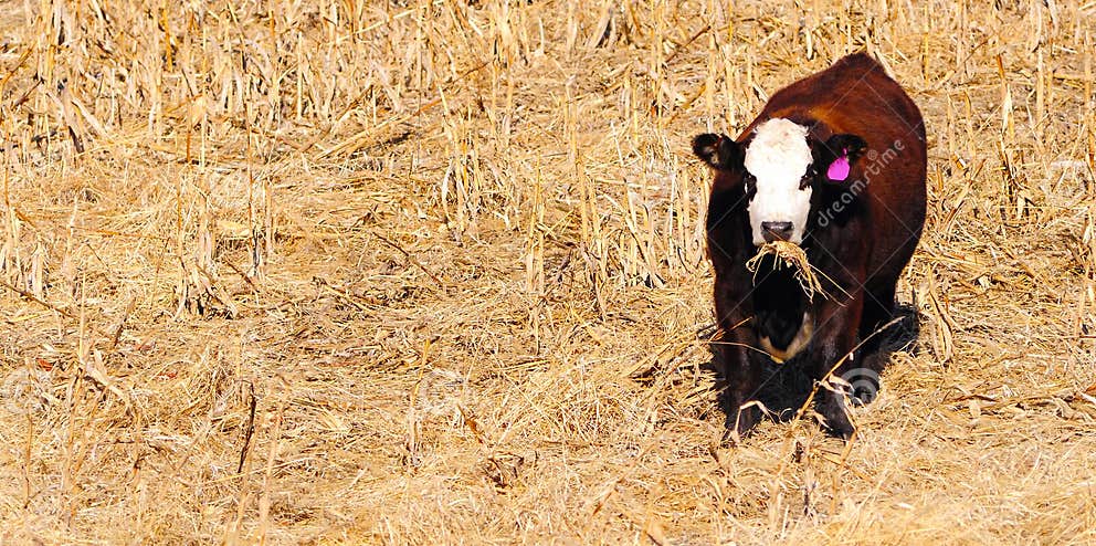 Angus cow stock photo. Image of cattle, herd, pasture - 19244304