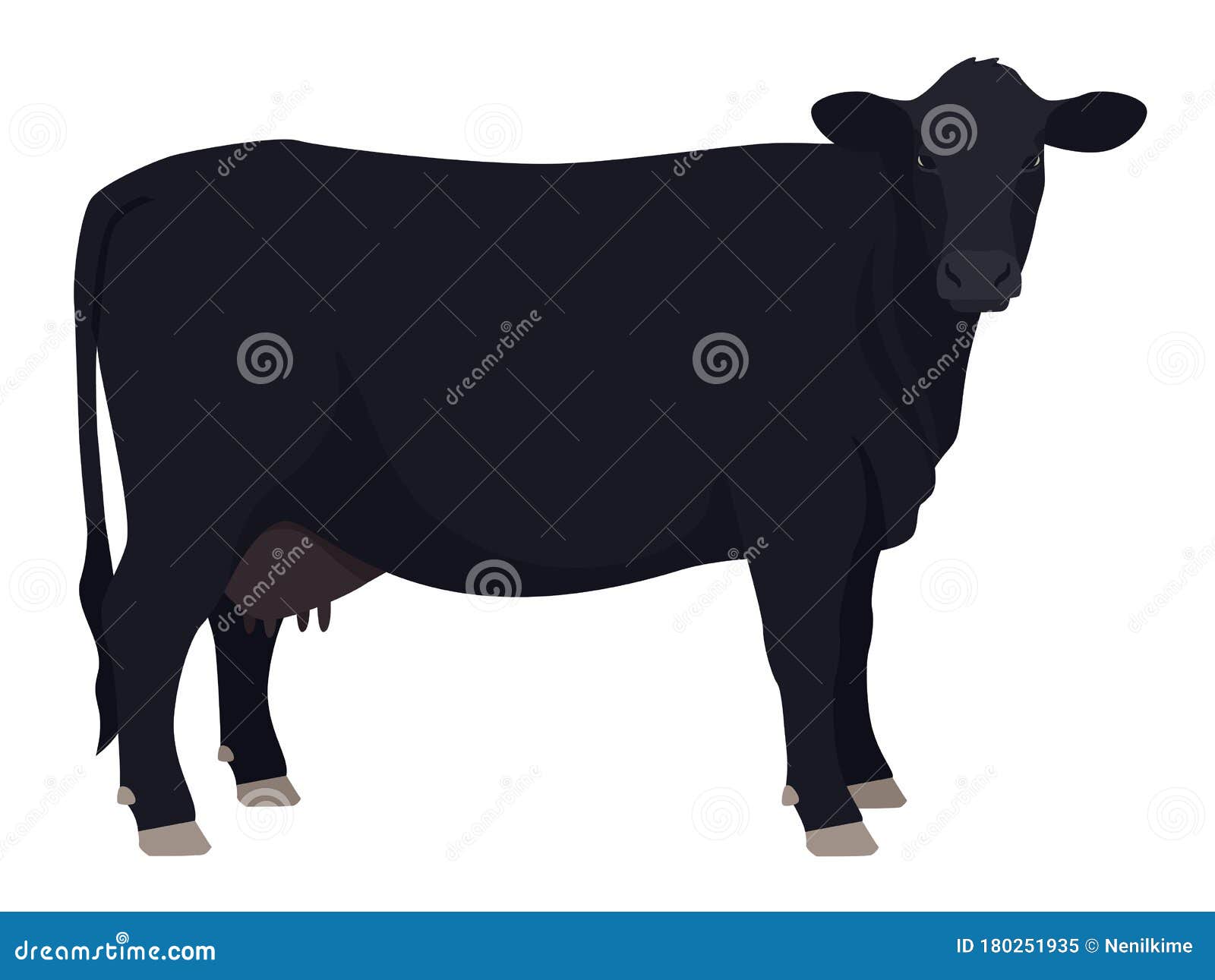 Angus Cow Breeds Of Domestic Cattle Flat Vector Illustration Isolated Object On White Background