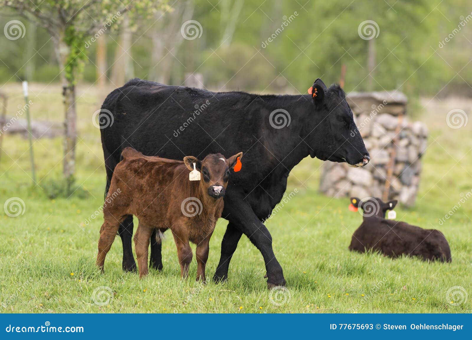 Angus Cow and Calf stock image. Image of beef, calves - 77675693