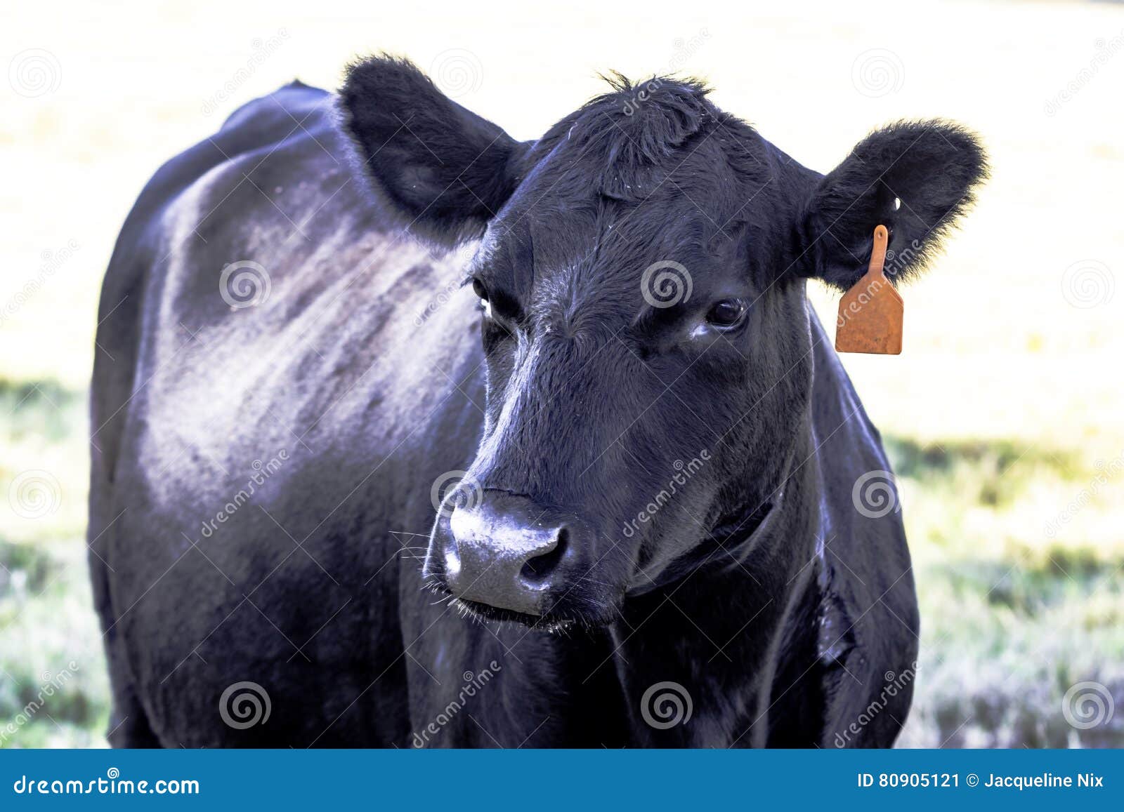 Angus cow chest up stock image. Image of commercial, head - 80905121