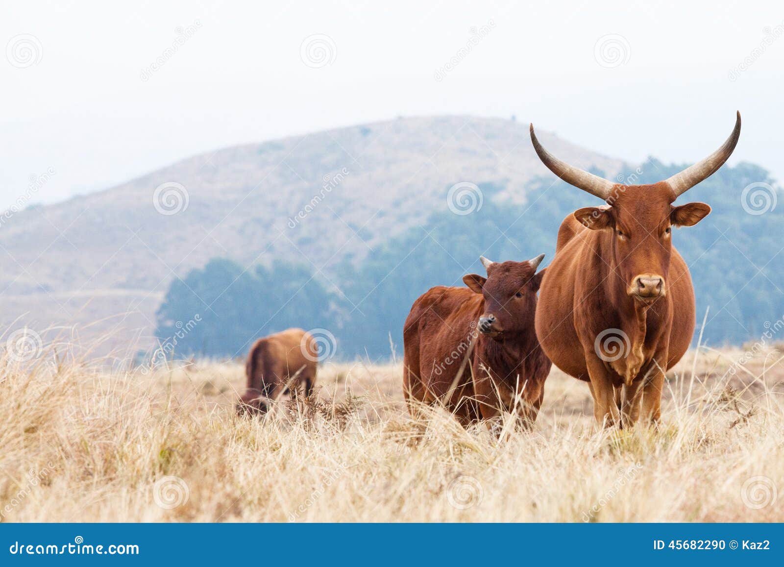 Angus cow stock photo. Image of trees, grass, nottingham - 45682290