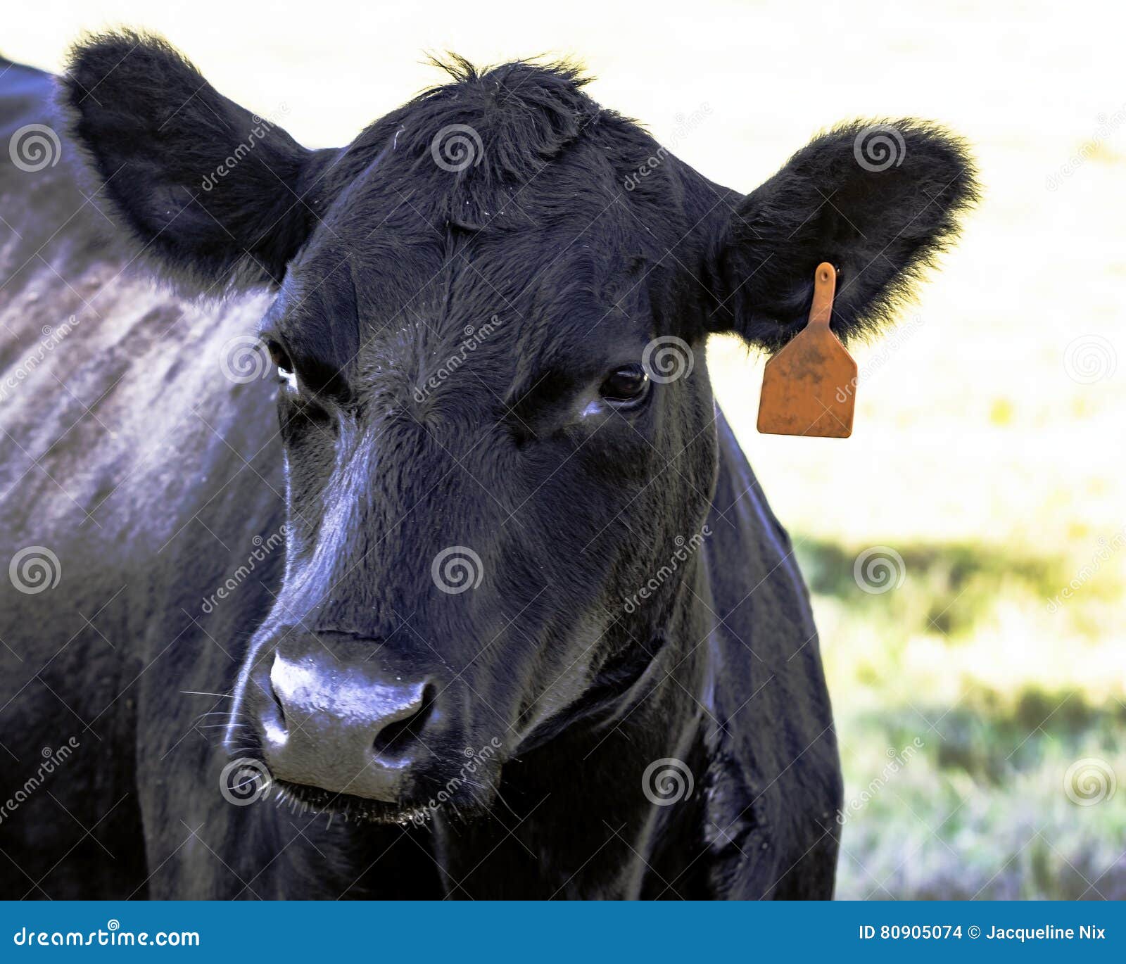 Angus cow face stock photo. Image of nose, face, brood - 80905074