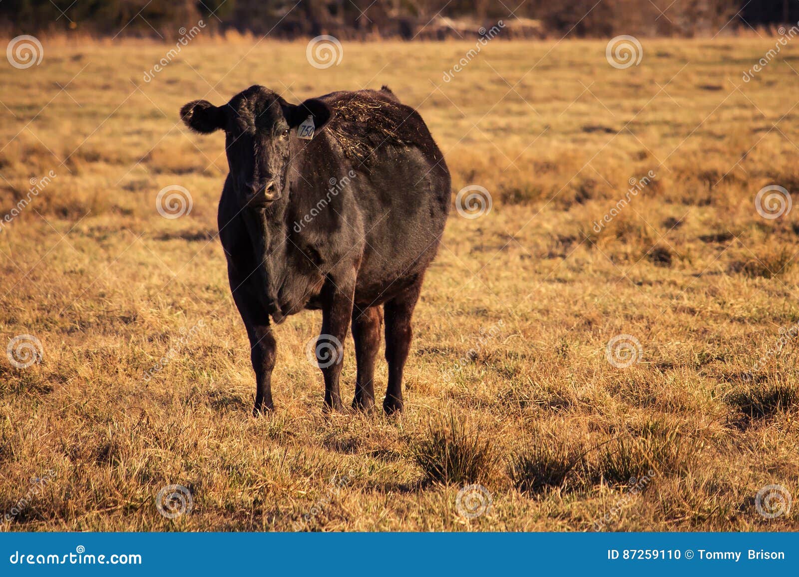 Angus Cow stock photo. Image of ranch, midwest, farmland - 87259110