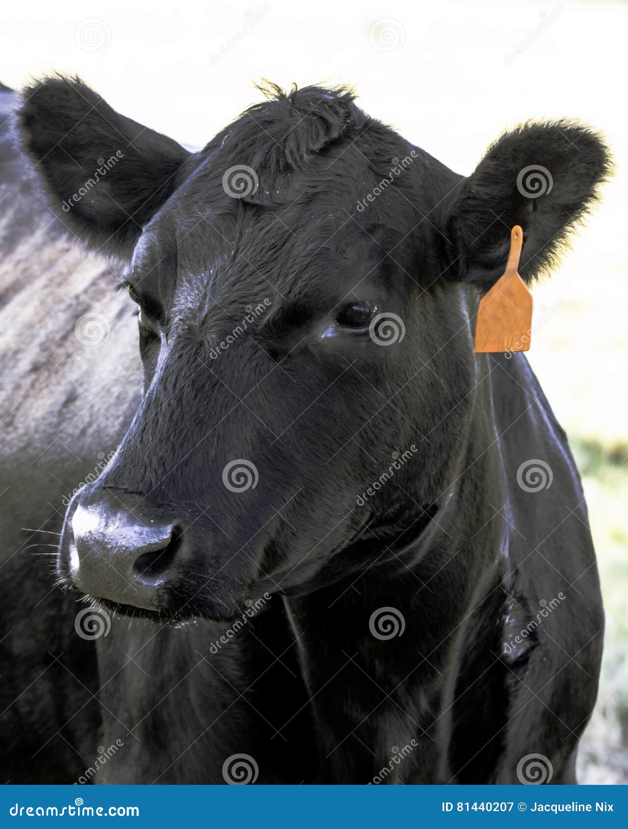 Angus cow head close up stock image. Image of production - 81440207
