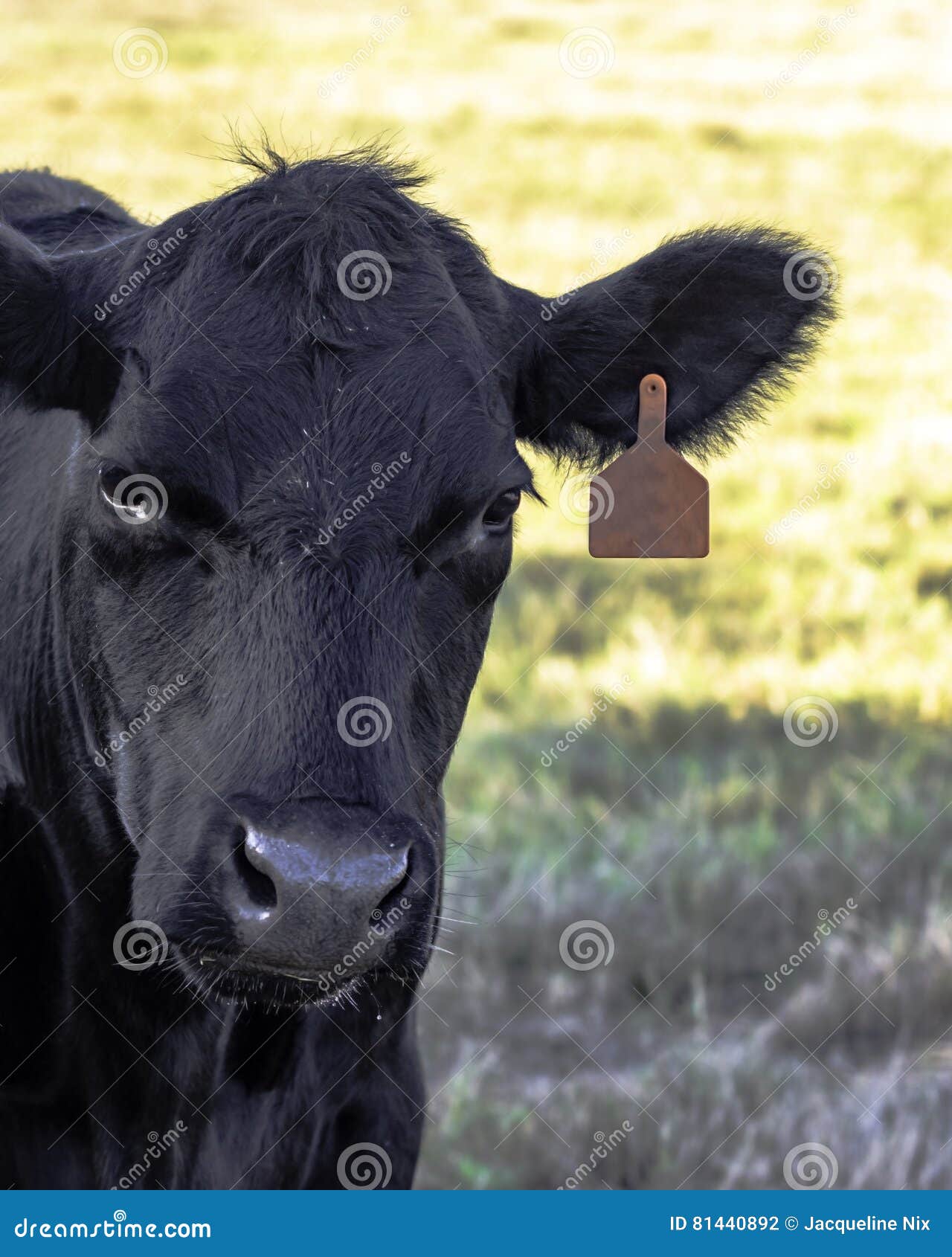 Angus Cow`s Face To the Left Stock Photo - Image of commercial, eyes ...