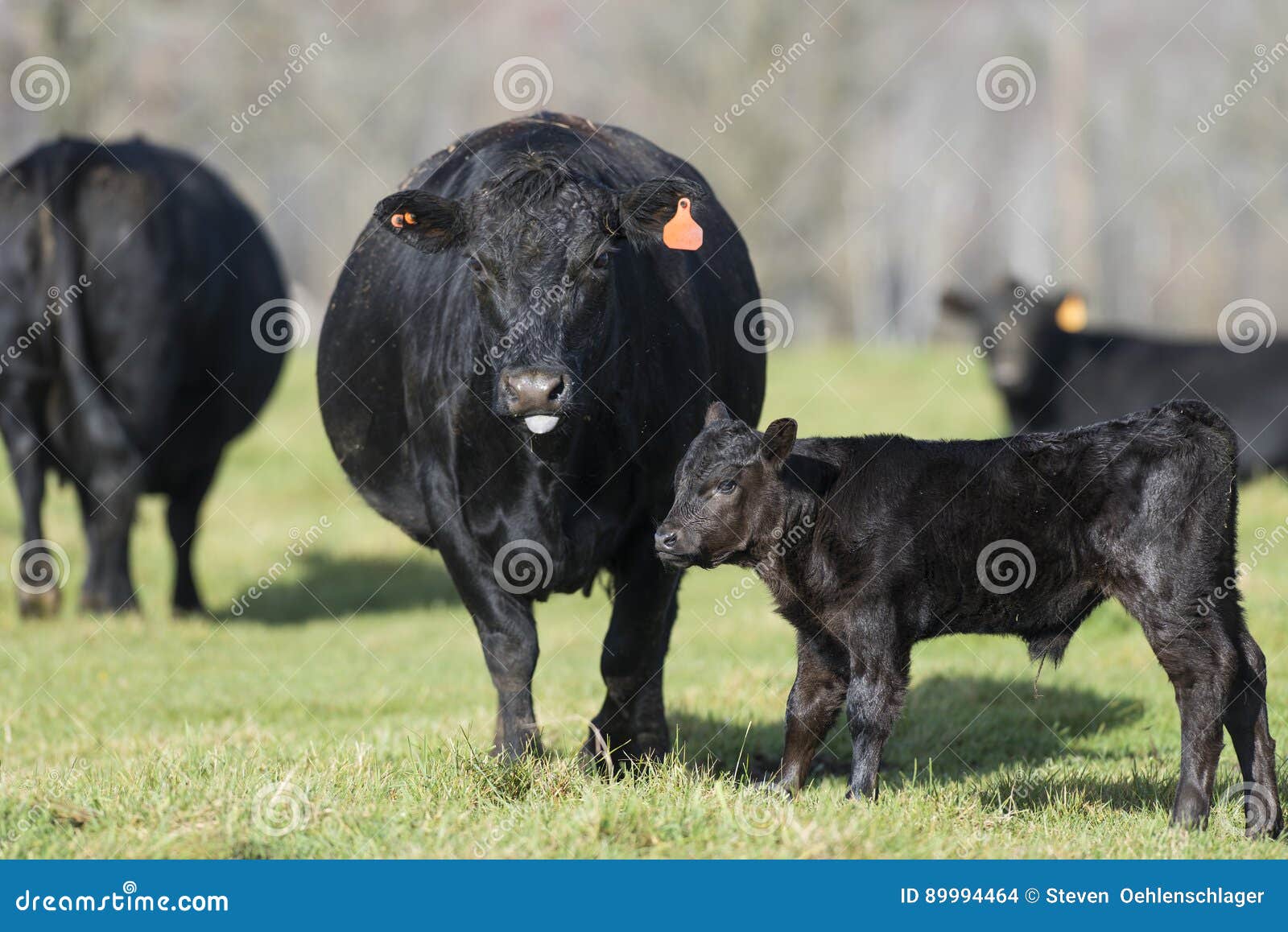 Angus Cow y becerro negros foto de archivo. Imagen de madre - 89994464
