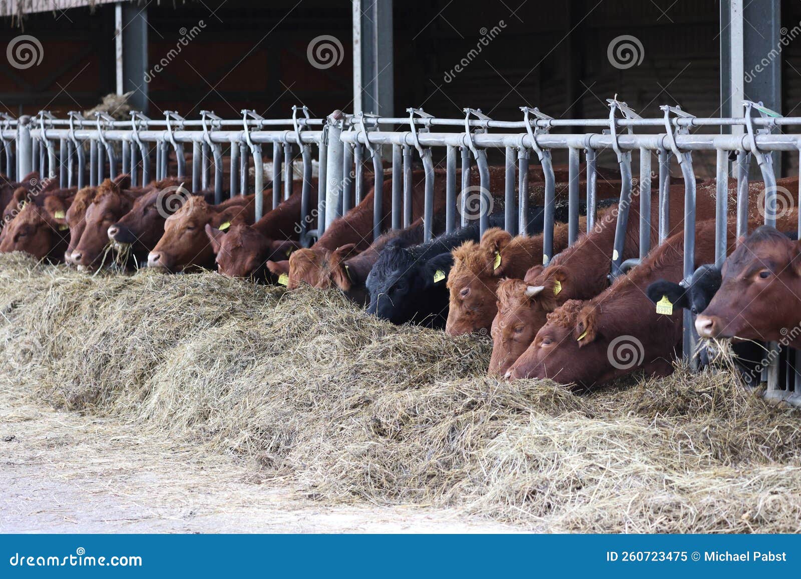 Angus Cows Feeding on Hey on a Organic Farm in Germany Stock Image ...