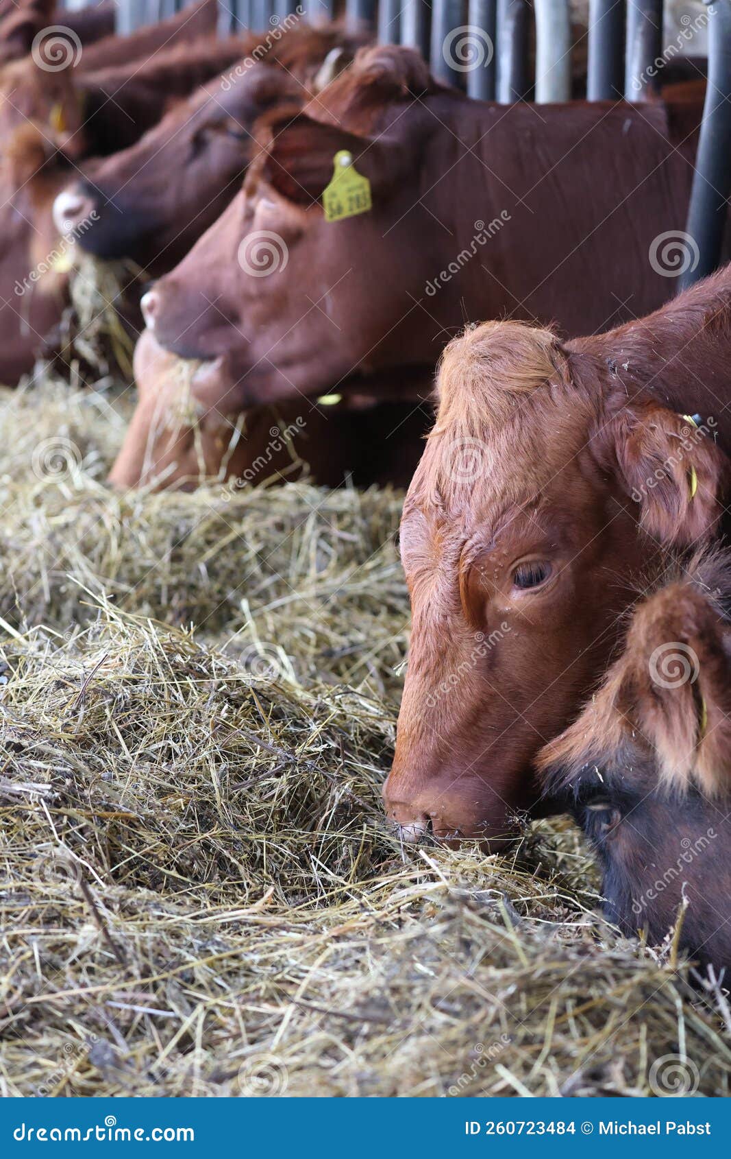 Cows On Organic Farm Organic Farming, Feed Pets, Tourists Admire Happy ...