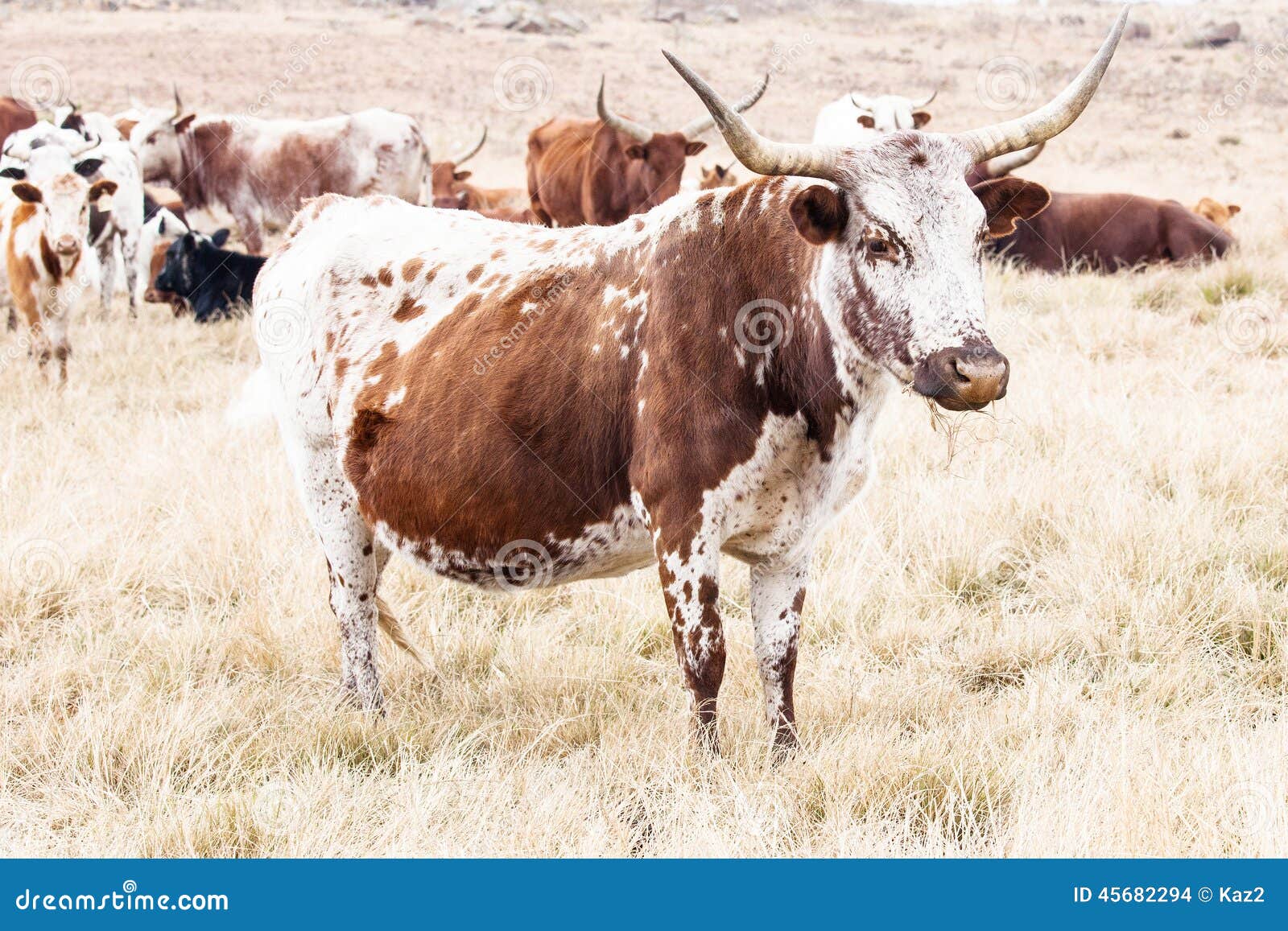 Nguni cows stock photo. Image of herd, pattern, brown - 45682294