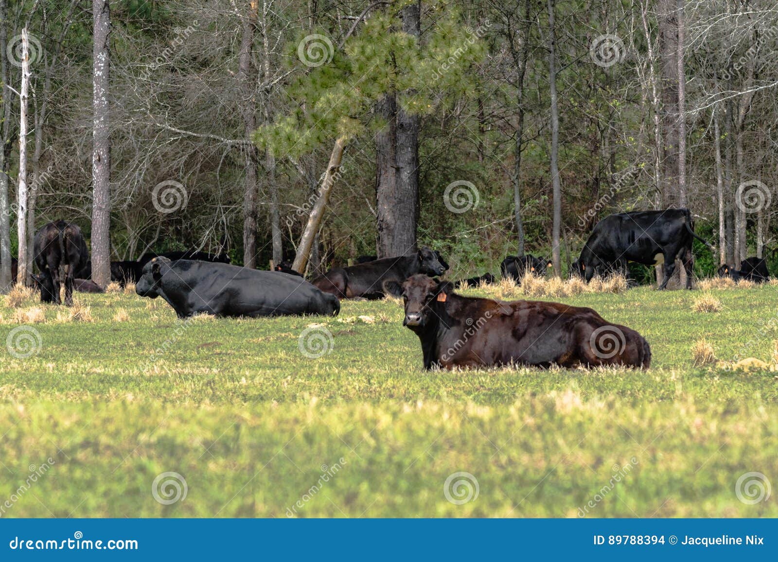 Angus cows lying down stock photo. Image of beef, farm - 89788394