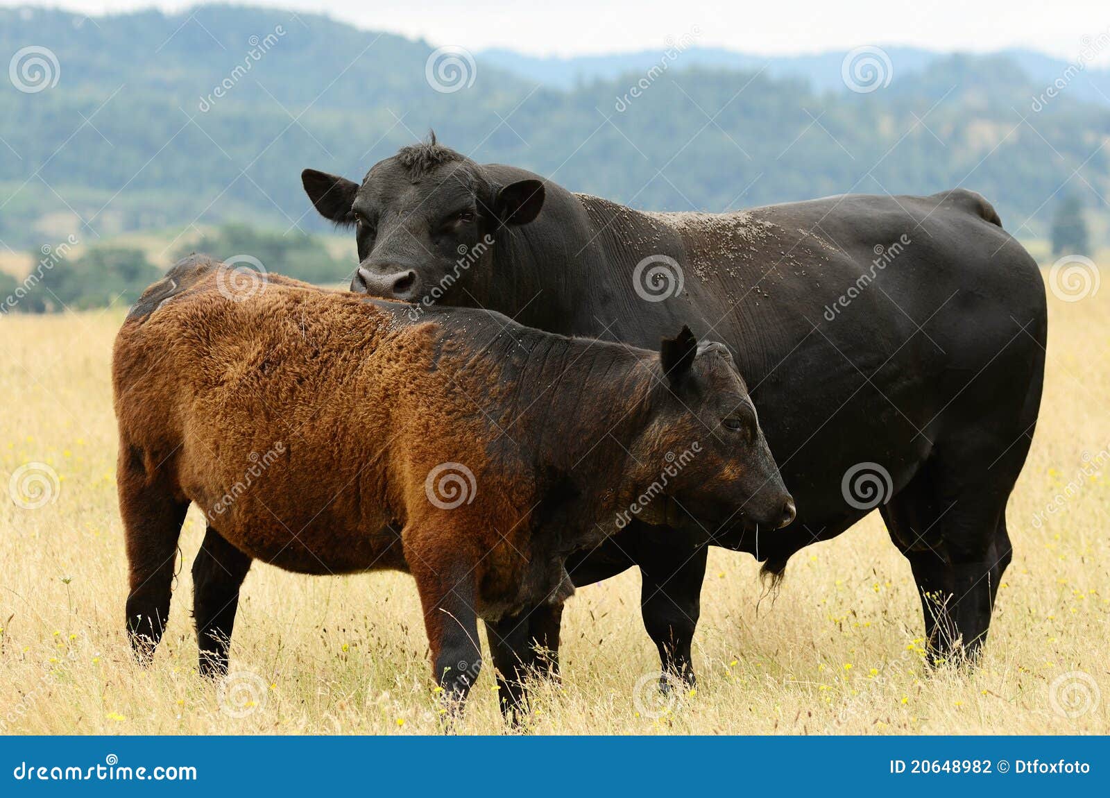 Angus Cross stock photo. Image of rural, grazing, farming - 20648982