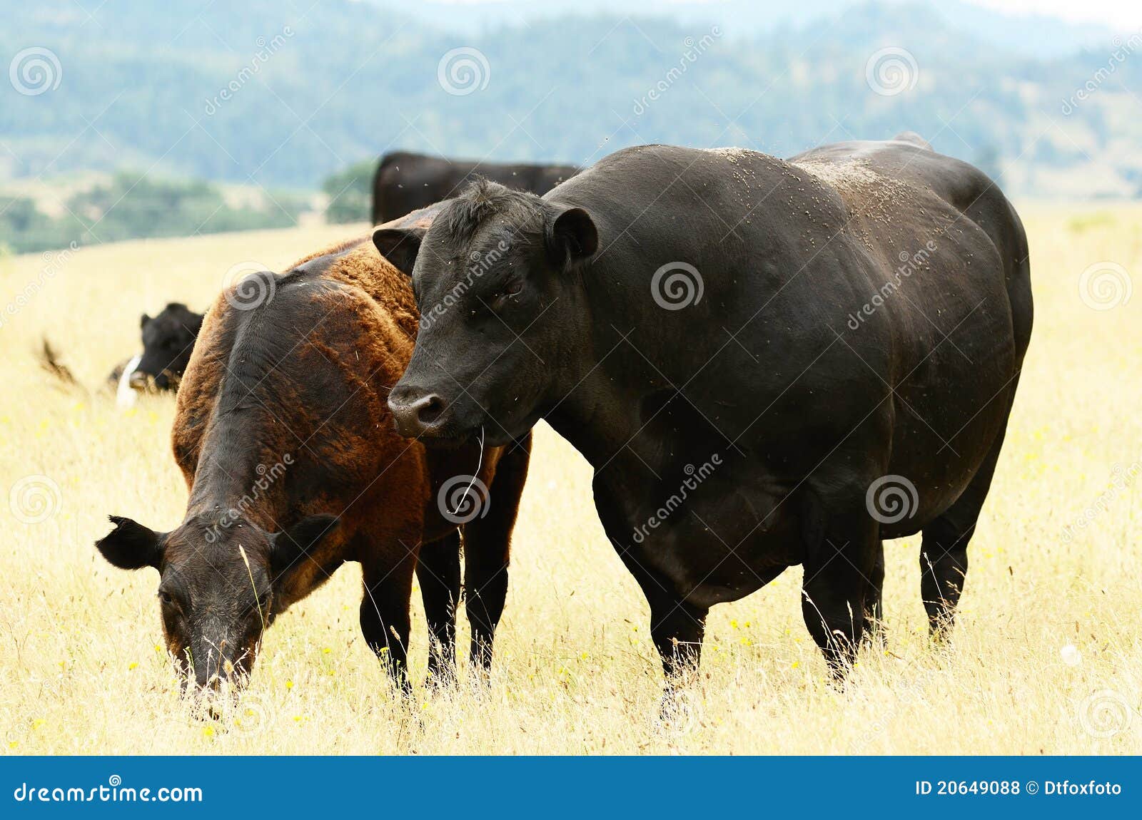 Angus Cross stock photo. Image of pasture, breeding, farm - 20649088