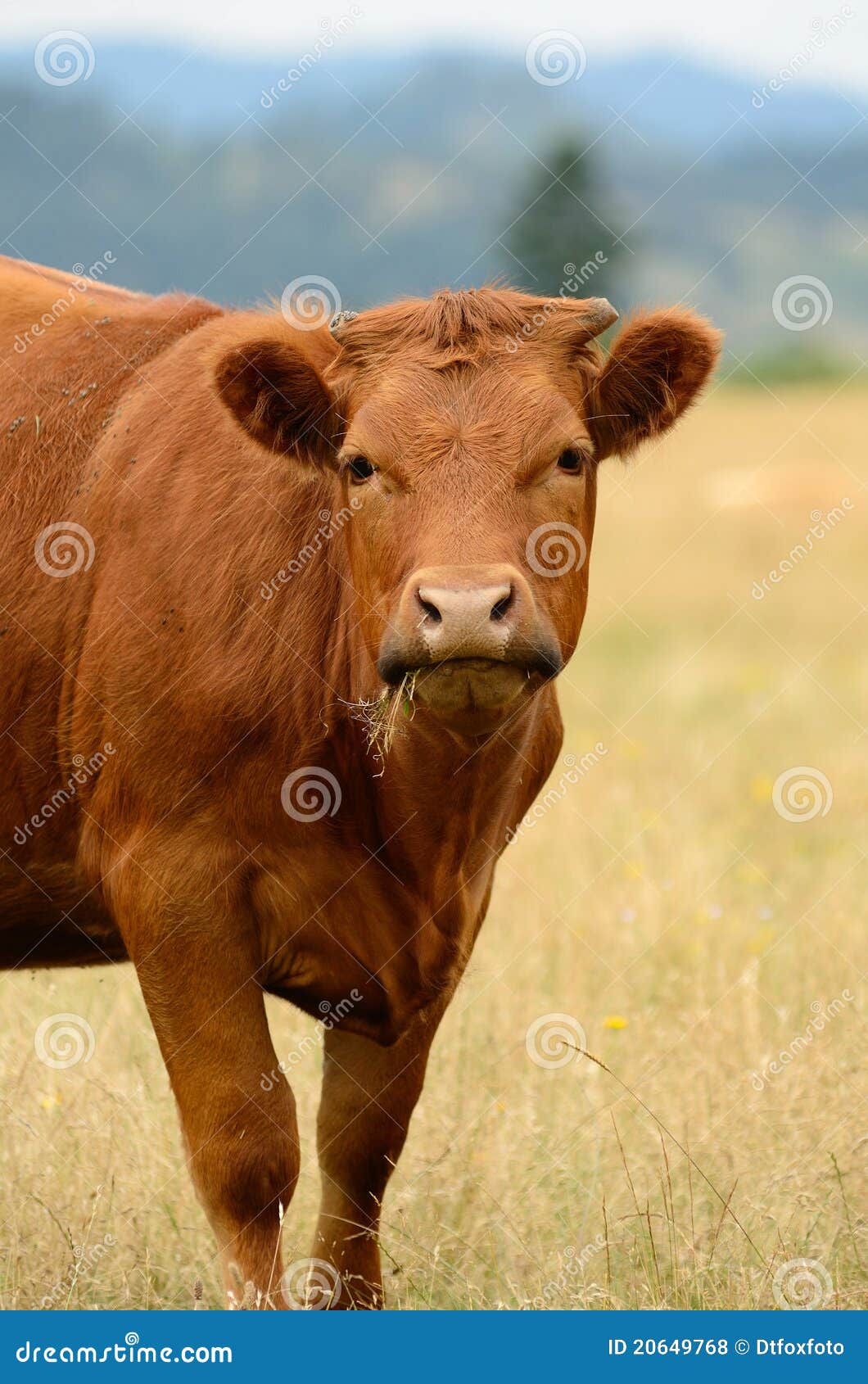 Angus Cross stock photo. Image of cows, heifer, grass - 20649768
