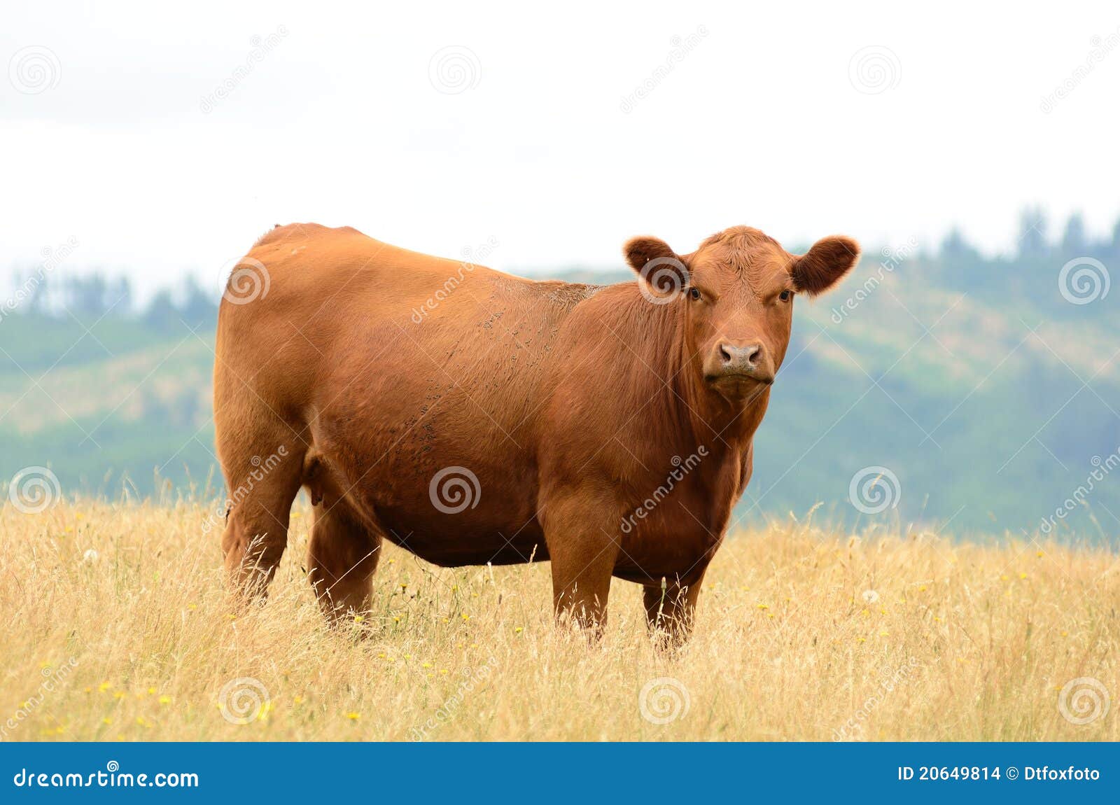 Angus Cross stock photo. Image of angus, animal, ranch - 20649814