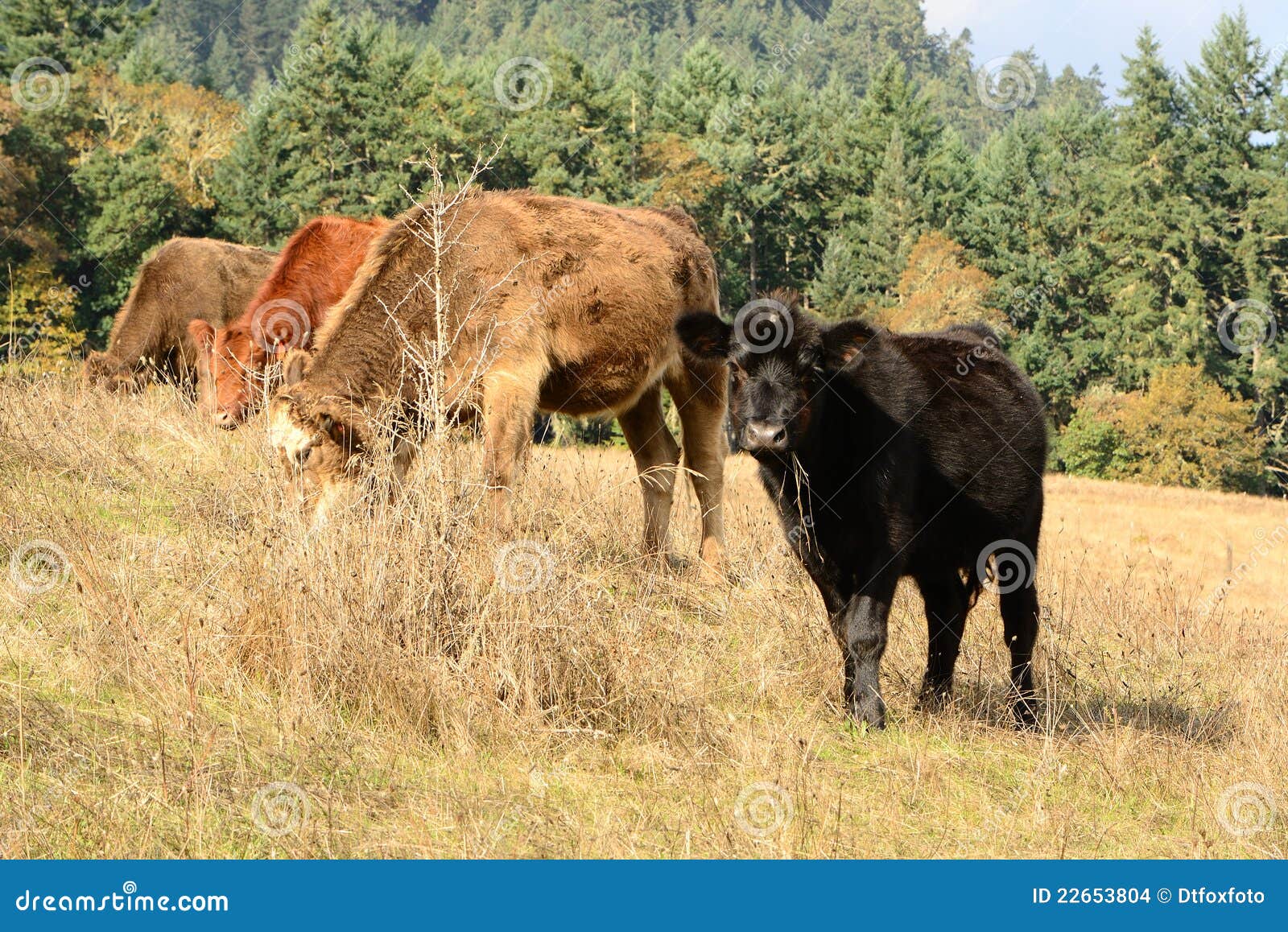 Angus Cross stock photo. Image of field, grass, farm - 22653804