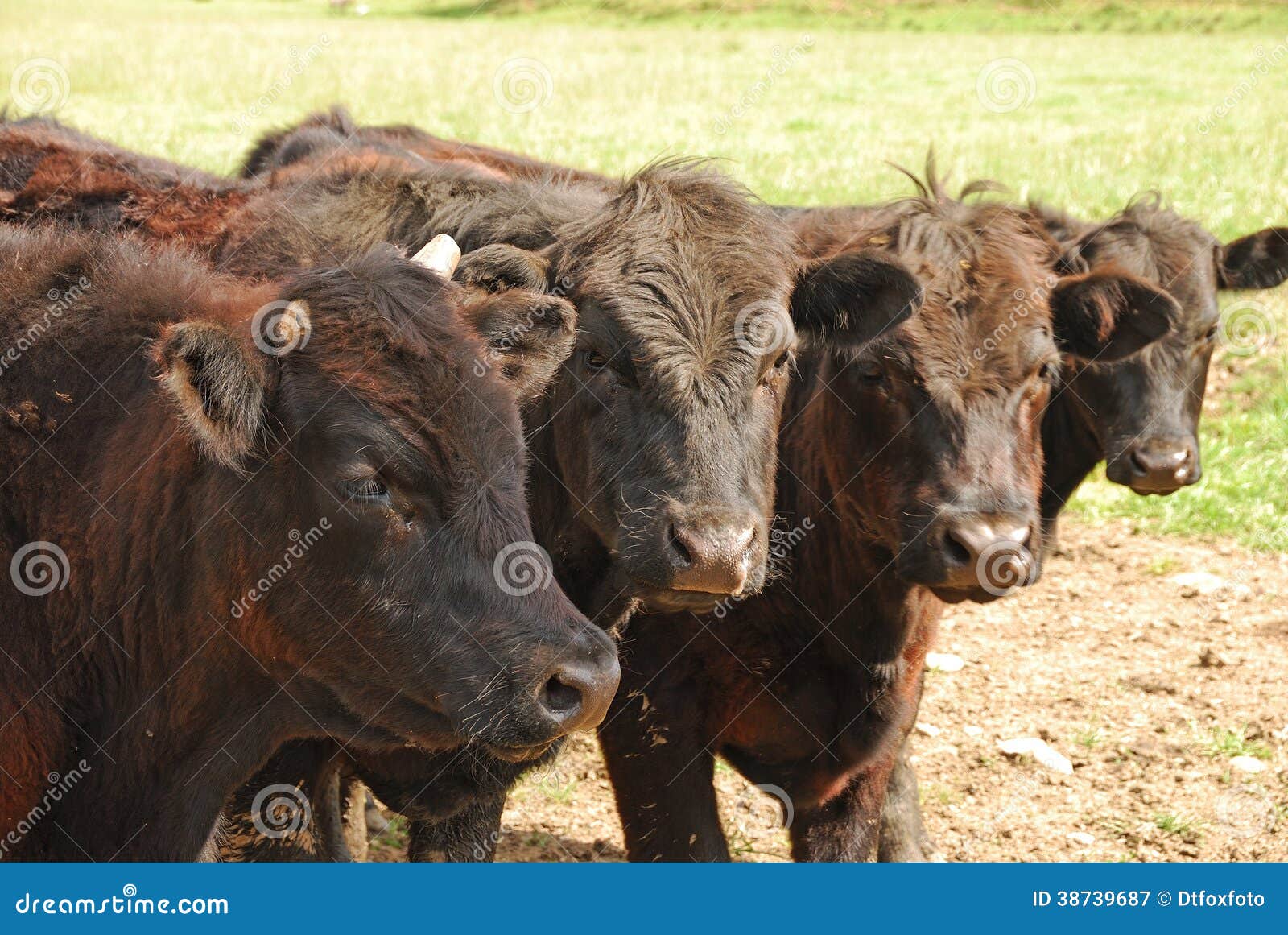 Angus Cross image stock. Image du groupe, scenics, animal - 38739687