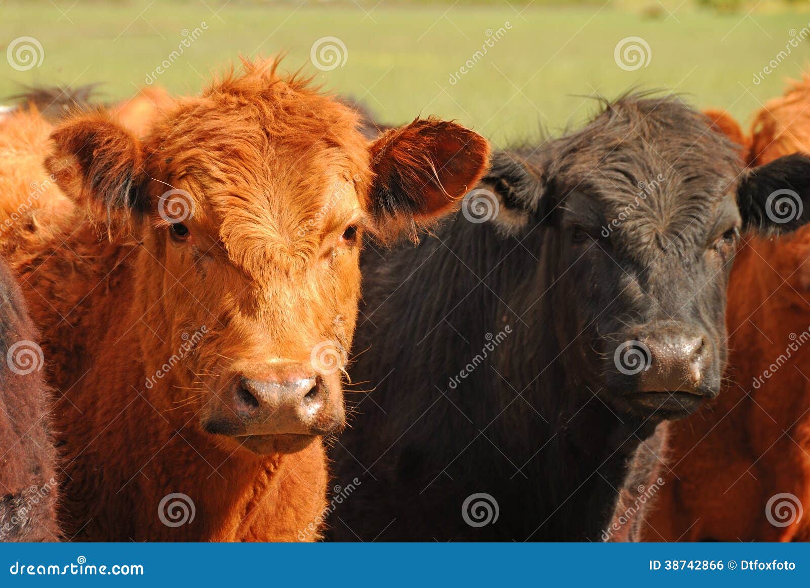 Angus Cross foto de archivo. Imagen de prado, verde, granja - 38742866