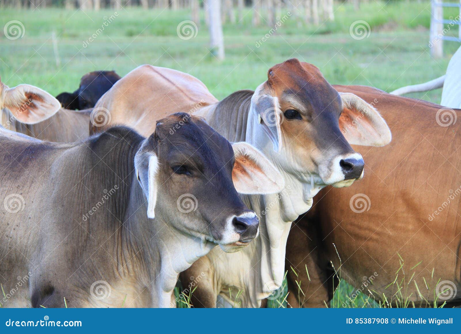 Angus cross brahman cattle stock photo. Image of agriculture - 85387908