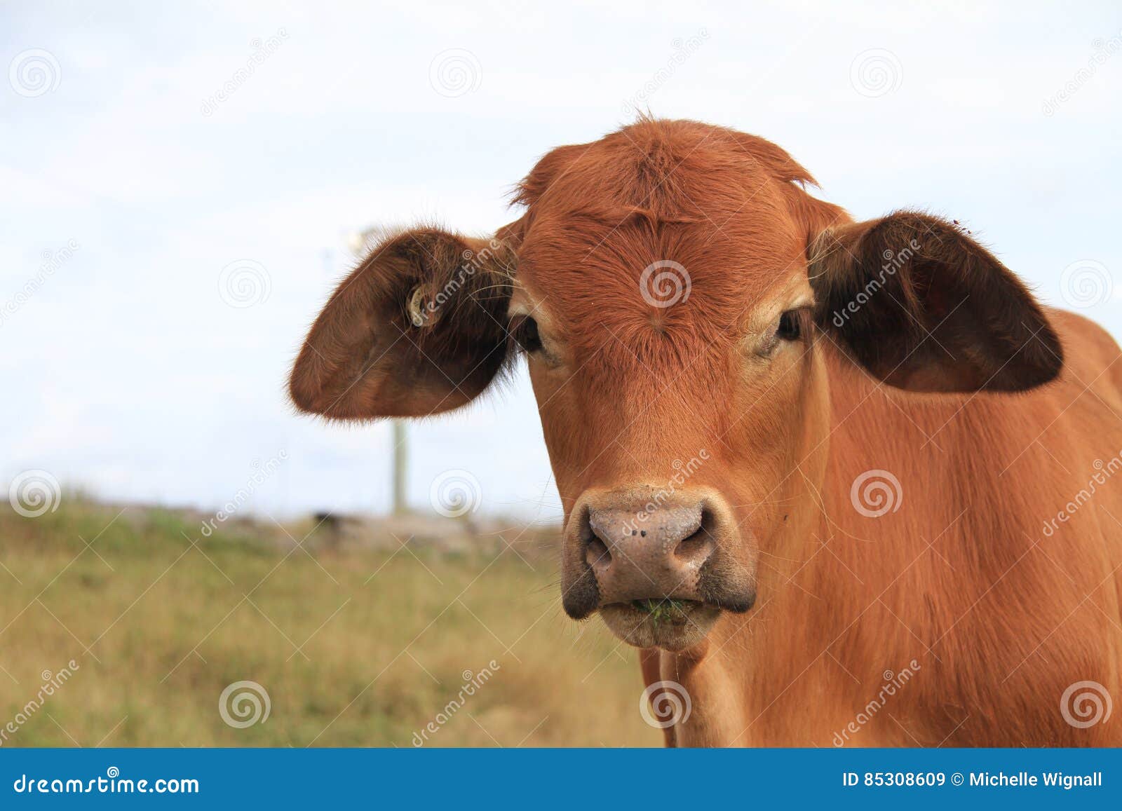 Angus Cross Brahman Cattle With Pasture In The Background Royalty-Free ...