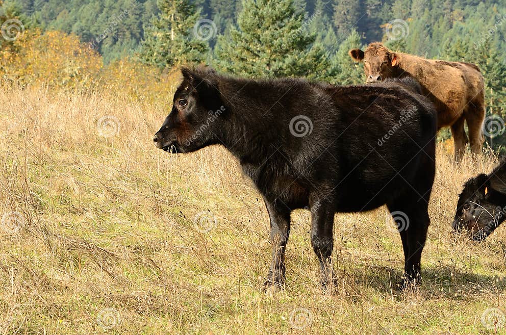 Angus Cross Calf stock photo. Image of agriculture, steer - 22653846