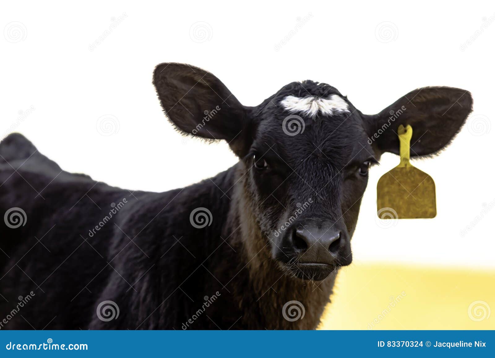 Angus crossbred calf face stock photo. Image of angus - 83370324