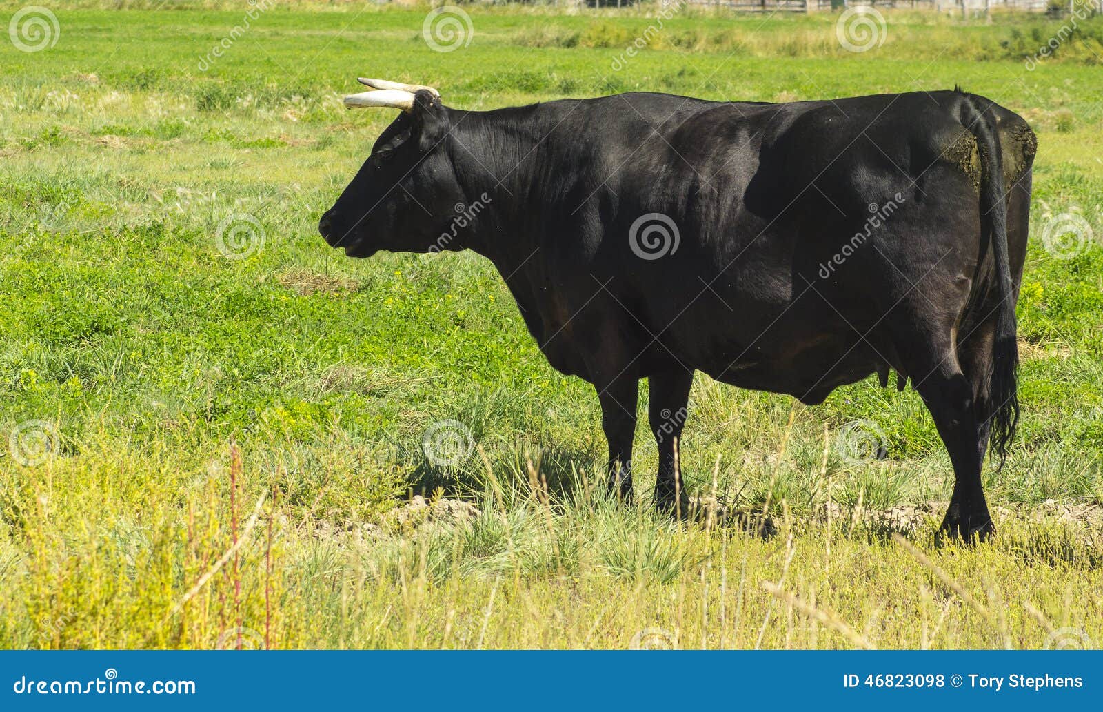 Angus czarna krowa zdjęcie stock. Obraz złożonej z fielder - 46823098