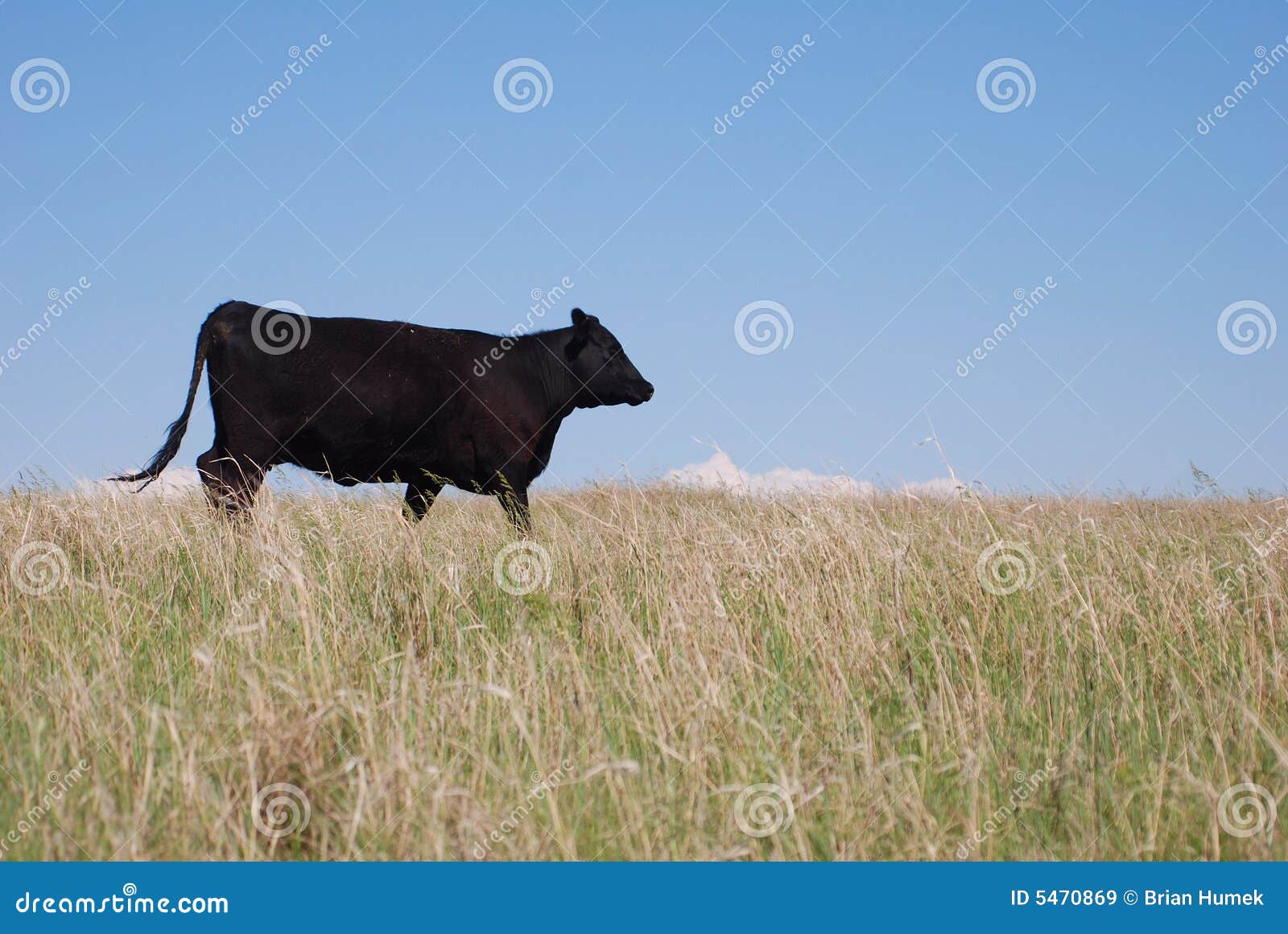 Angus czarna krowa obraz stock. Obraz złożonej z stek - 5470869