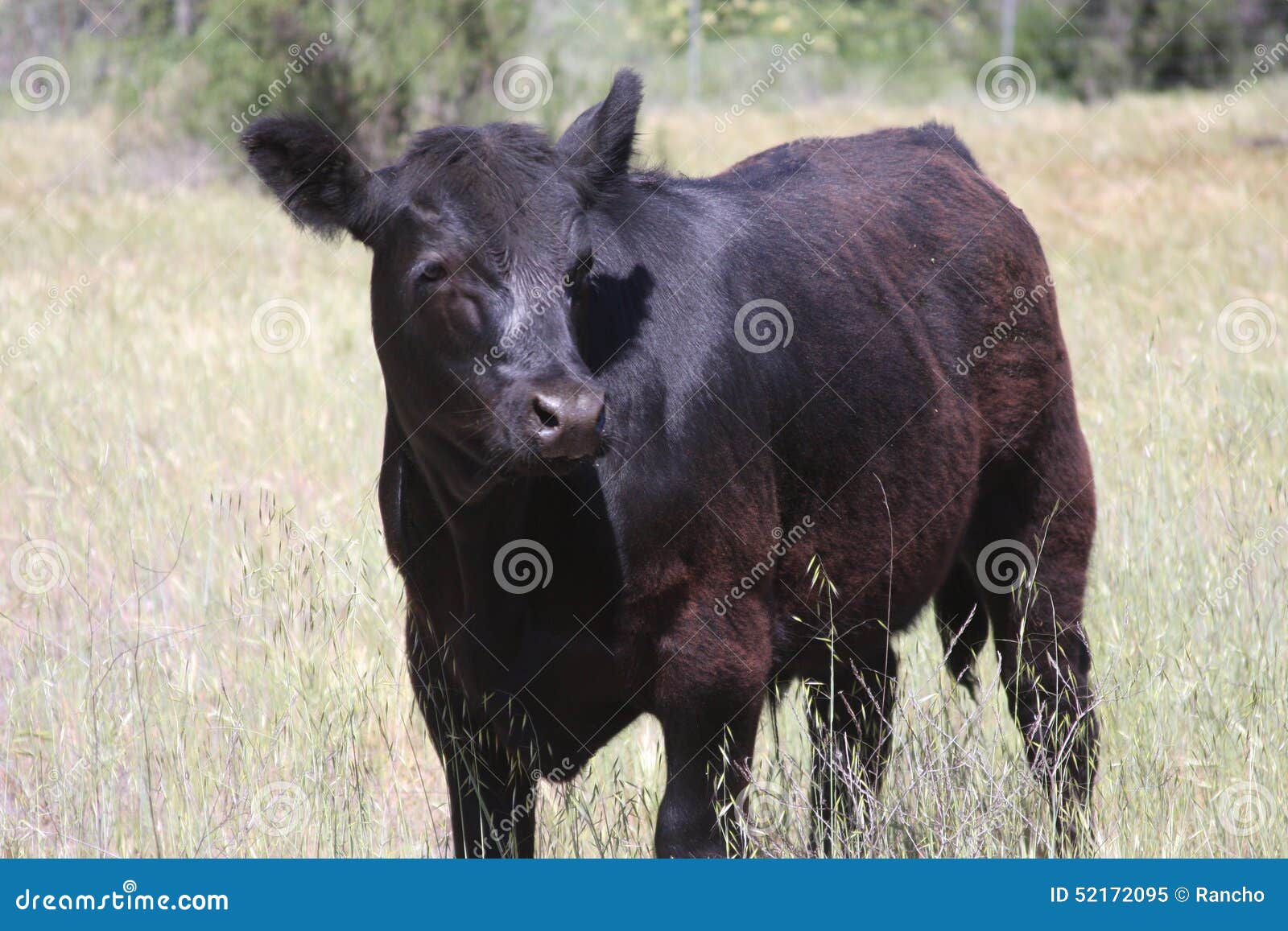 Angus stock image. Image of chemical, back, looking, heifer - 52172095