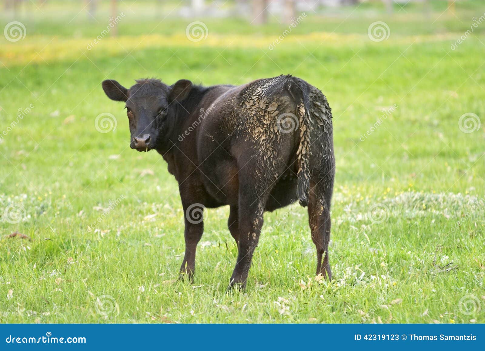 Angus heifer stock image. Image of meat, black, domestic - 42319123
