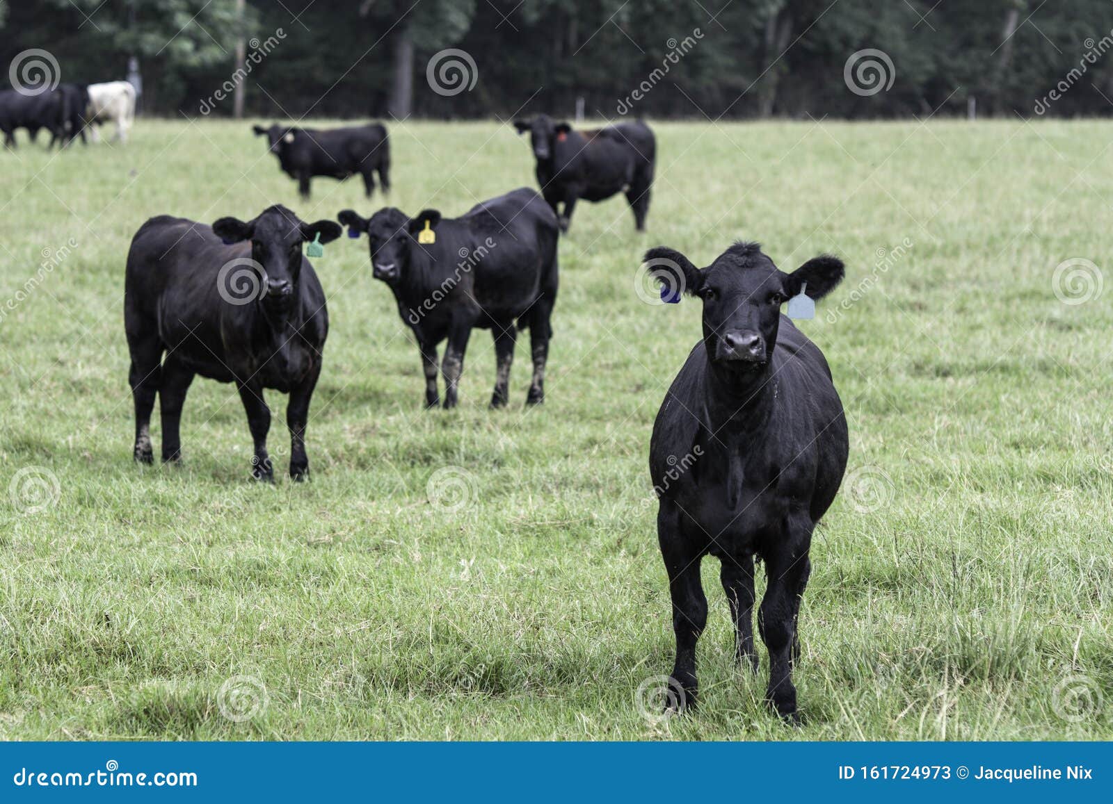 Angus heifer herd stock image. Image of agriculture - 161724973