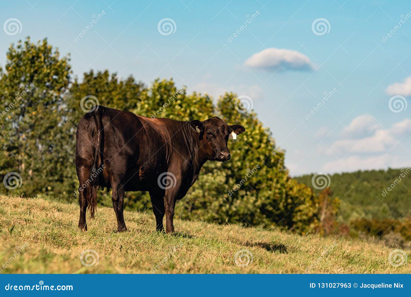Angus heifer on a hillside stock image. Image of livestock - 131027963