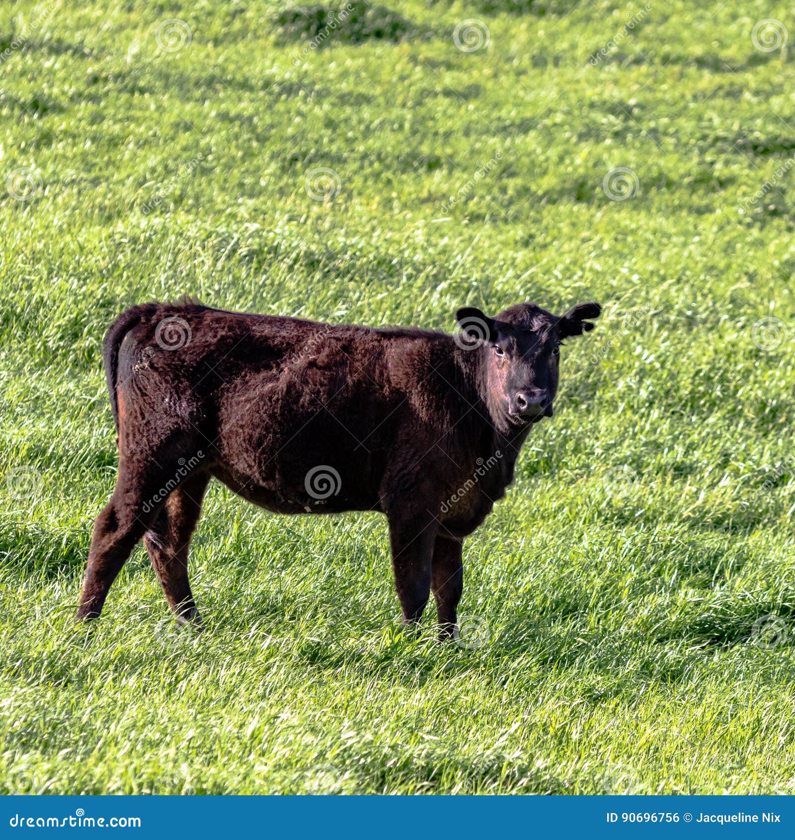 Angus heifer - square stock photo. Image of sunshine - 90696756