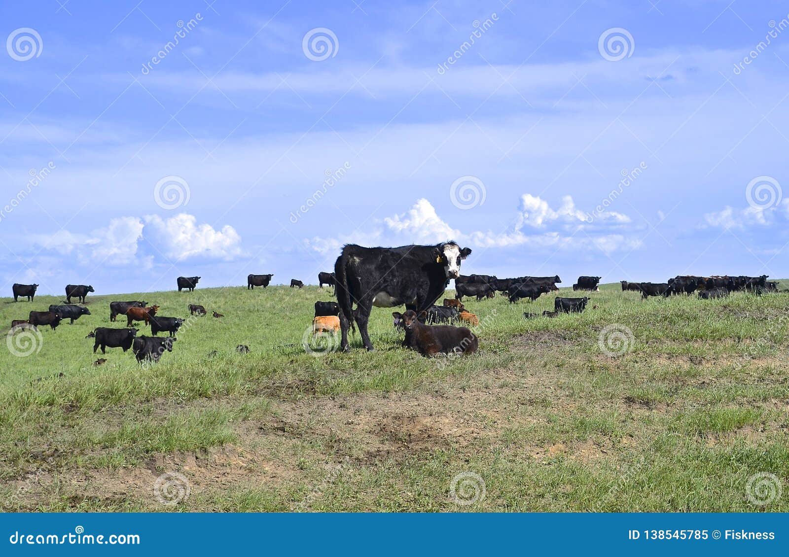 Angus Herd Grazing in a Pasture Stock Image - Image of livestock, calf ...