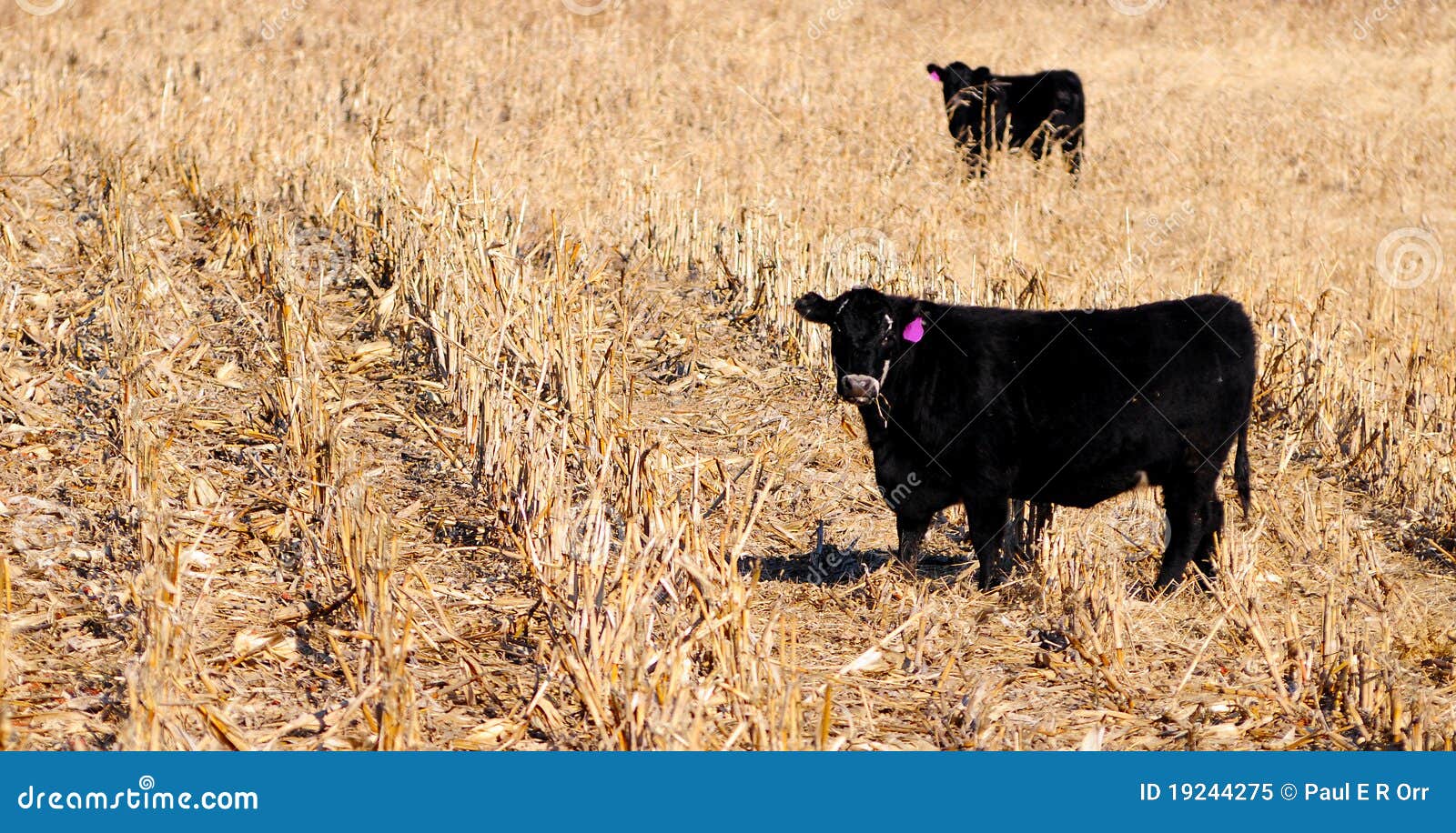 Angus krowa obraz stock. Obraz złożonej z greenbacks - 19244275