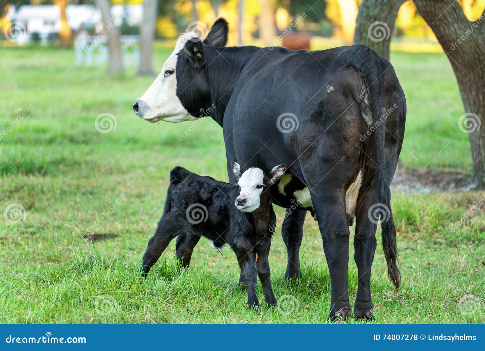 Angus-Kuh und -kalb stockfoto. Bild von jung, gesicht - 74007278