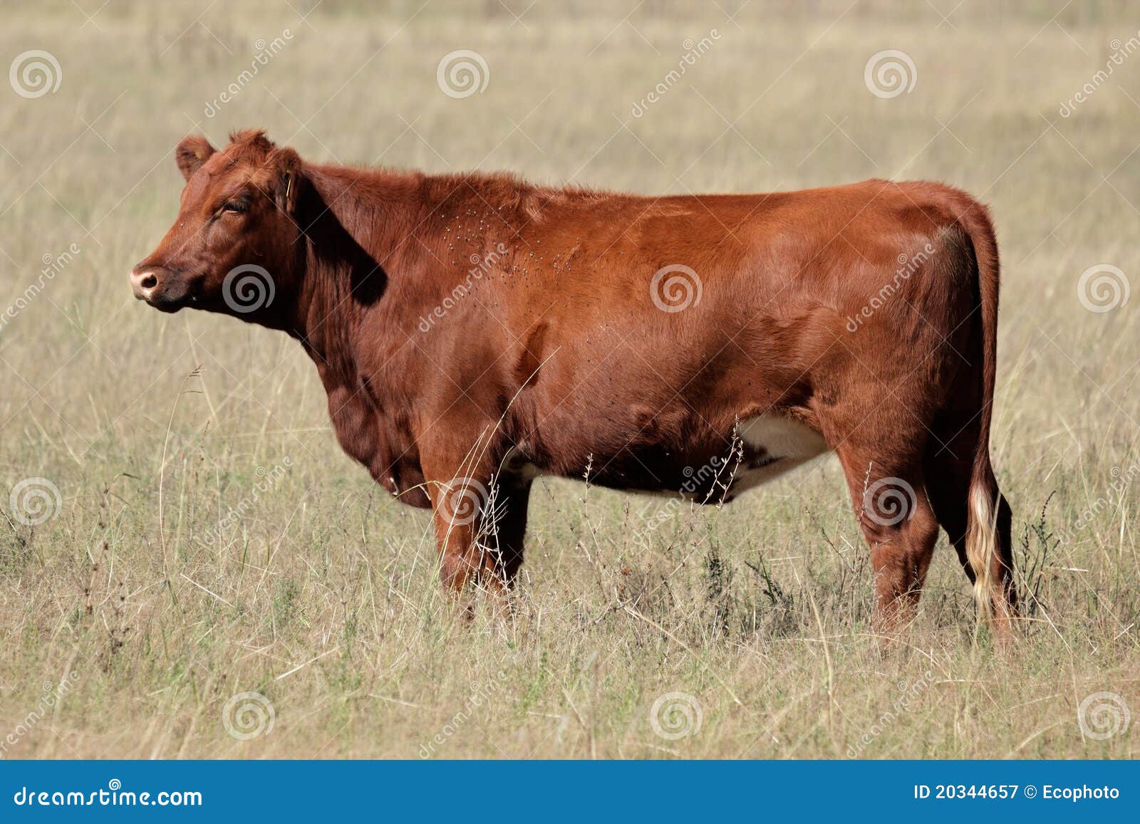 Angus rouge image stock. Image du domestique, zone, rester - 20344657