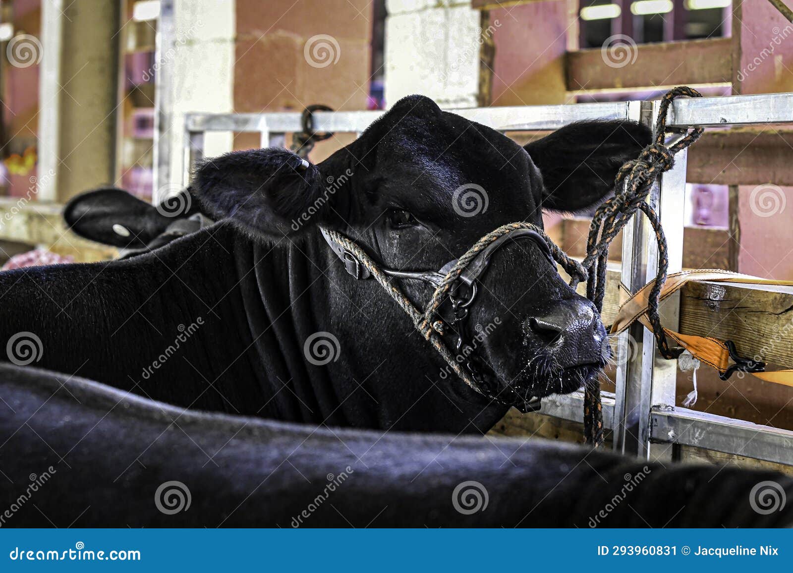 Angus Show Heifer Looking at Camera Stock Image - Image of heifer ...