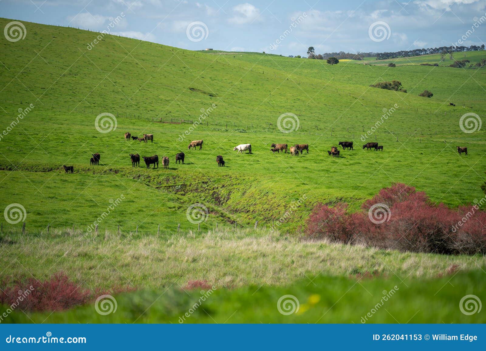 Angus and Wagyu Stud Cows and Bulls on a Farm Stock Image - Image of ...