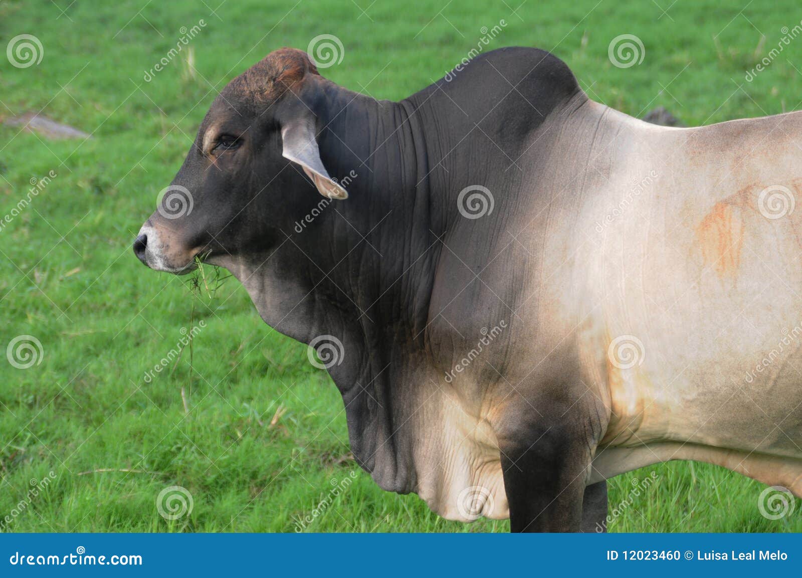 Angus of Zeboe stock foto. Image of weid, gebied, helling - 12023460